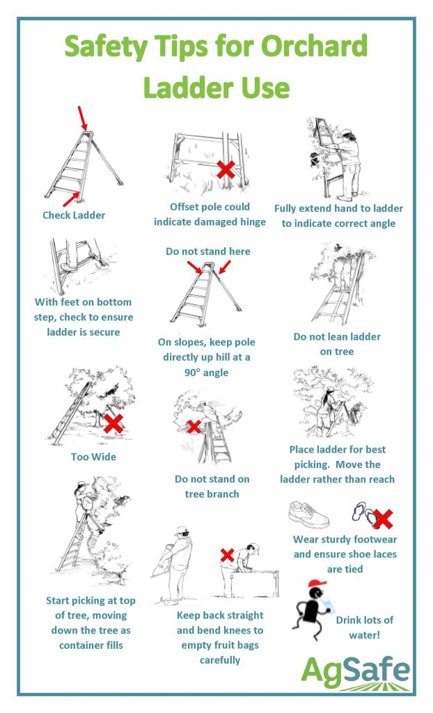 Safety Tips for Orchard Ladder Use | AgSafe BC